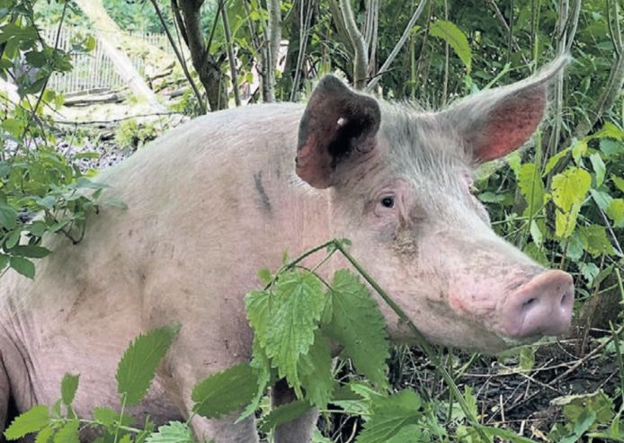 Van vleesbiggetje tot bofkont: varken Koertje werd gered toen hij van ...