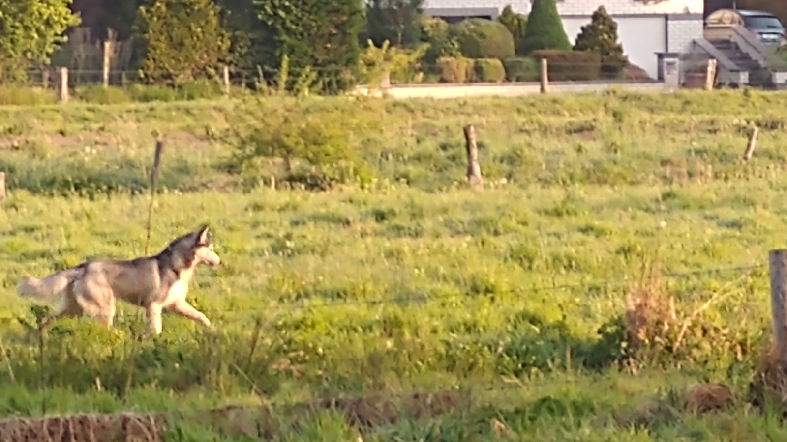 Iedereen denkt wolven te zien! Is dit een dronebeeld van de ...