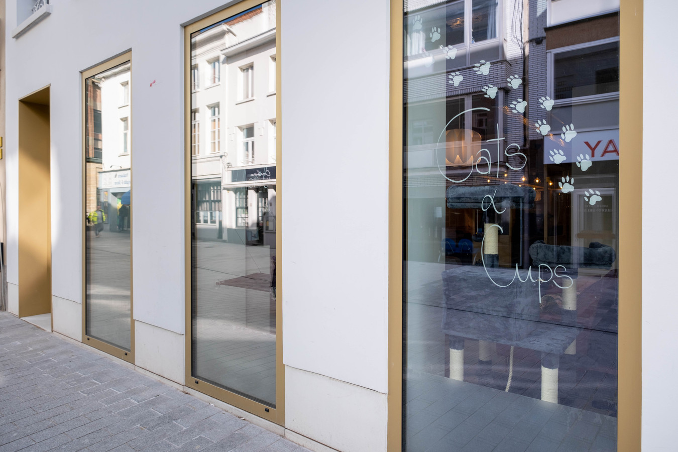 Dierenverzorgster Axelle (25) opent dinsdag Cats & Cups: “De katten ...