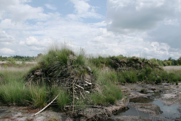 Waar slang Truus is, weten ze op dit landgoed soms niet: ‘Als ze in het ...