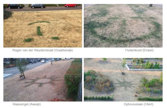 Was getekend...in het gras | 's-Hertogenbosch | bd.nl