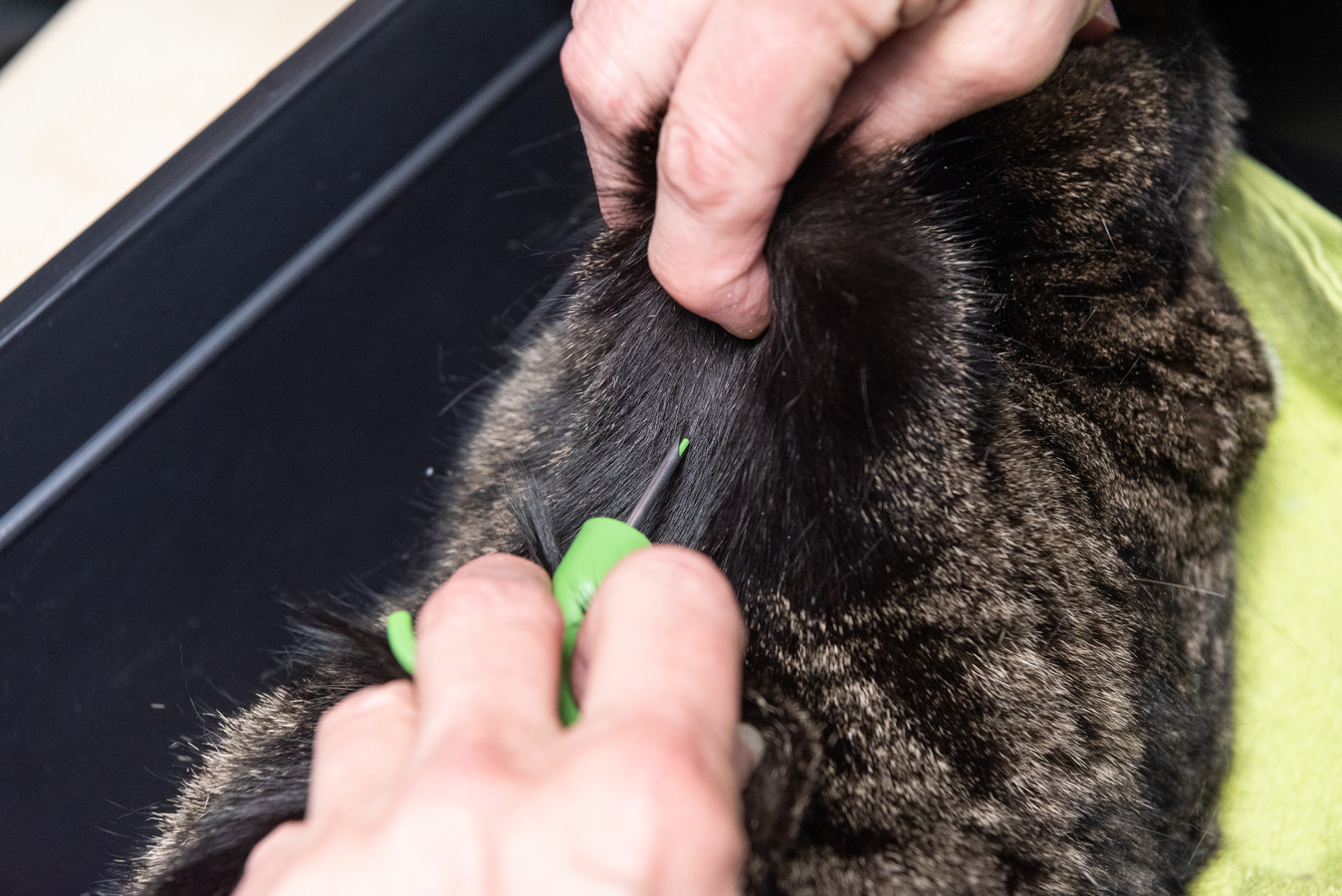 Alle katten verplicht aan de chip, dit asiel nam daar vandaag vast een ...