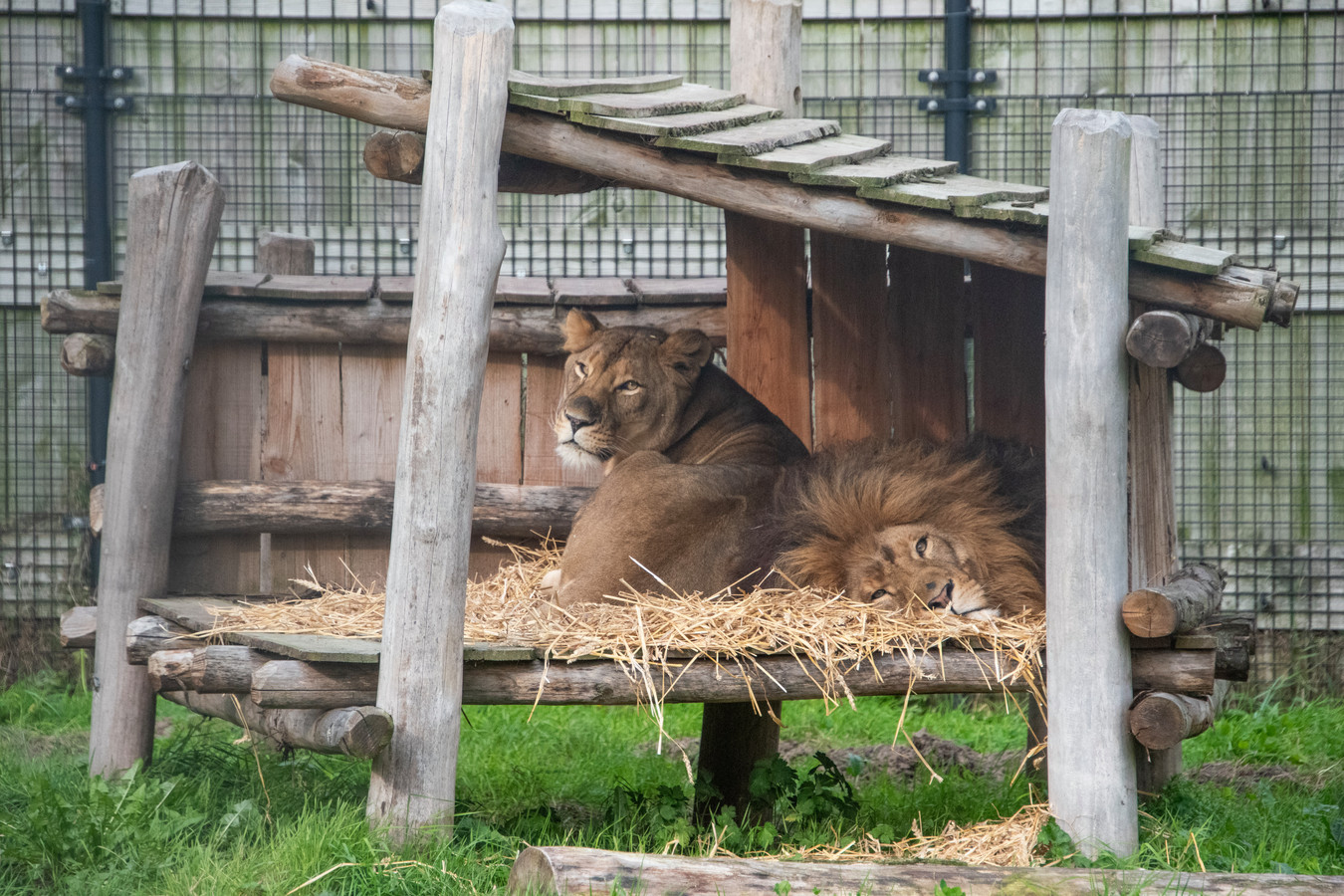 Remy werd gedumpt in weiland en is nu een majestueuze leeuw: zo ziet zijn nieuwe leven in Afrika ...