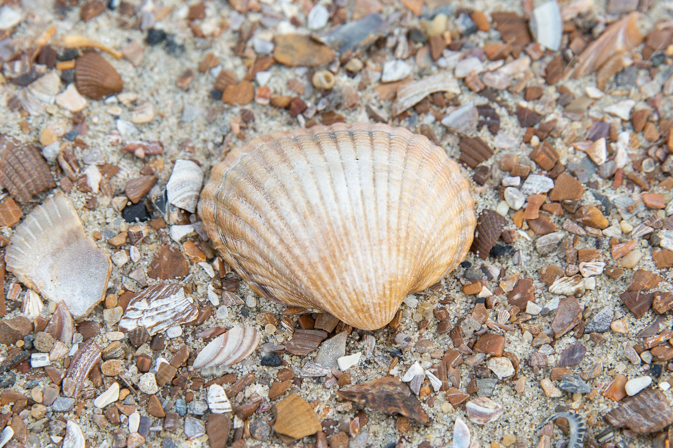 Schelpen tellen op het Zeeuwse strand: ‘Briljant. Dat een weekdiertje ...