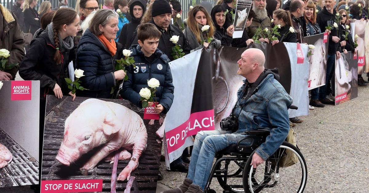 Slachthuis Tielt wacht uitspraak Raad van State niet af en wil voor 20 ...