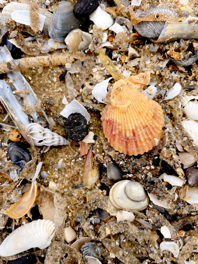 Wat het strand ons kan leren: van simpele zeepier tot oeroude fossiel ...