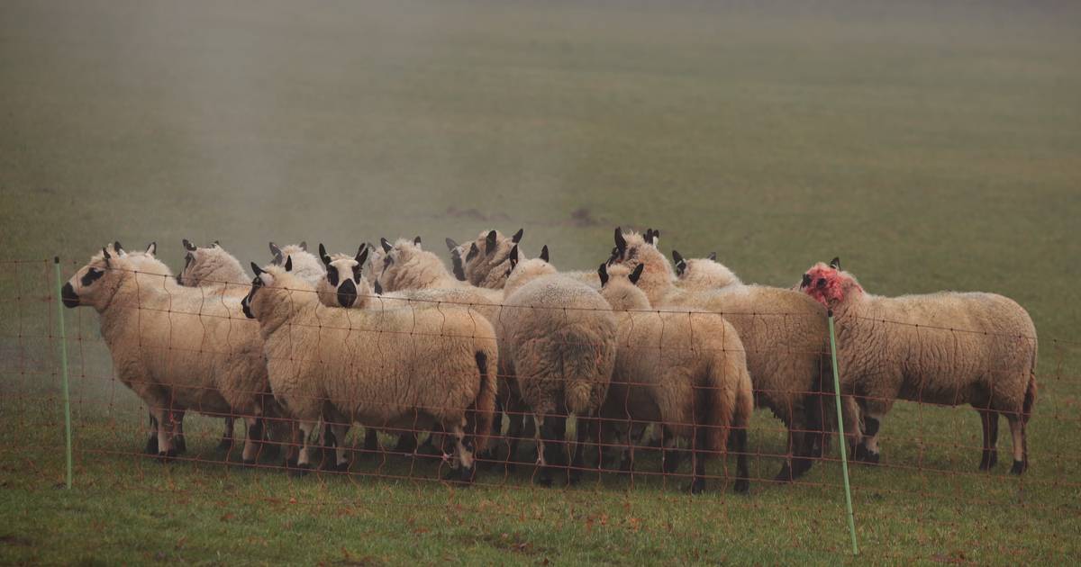 Honden bijten schaap dood in Doorwerth, baasje scheurt weg | Renkum ...
