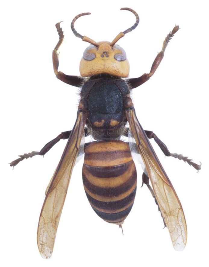 Aziatische wesp duikt voor het eerst op in België | Dieren | hln.be