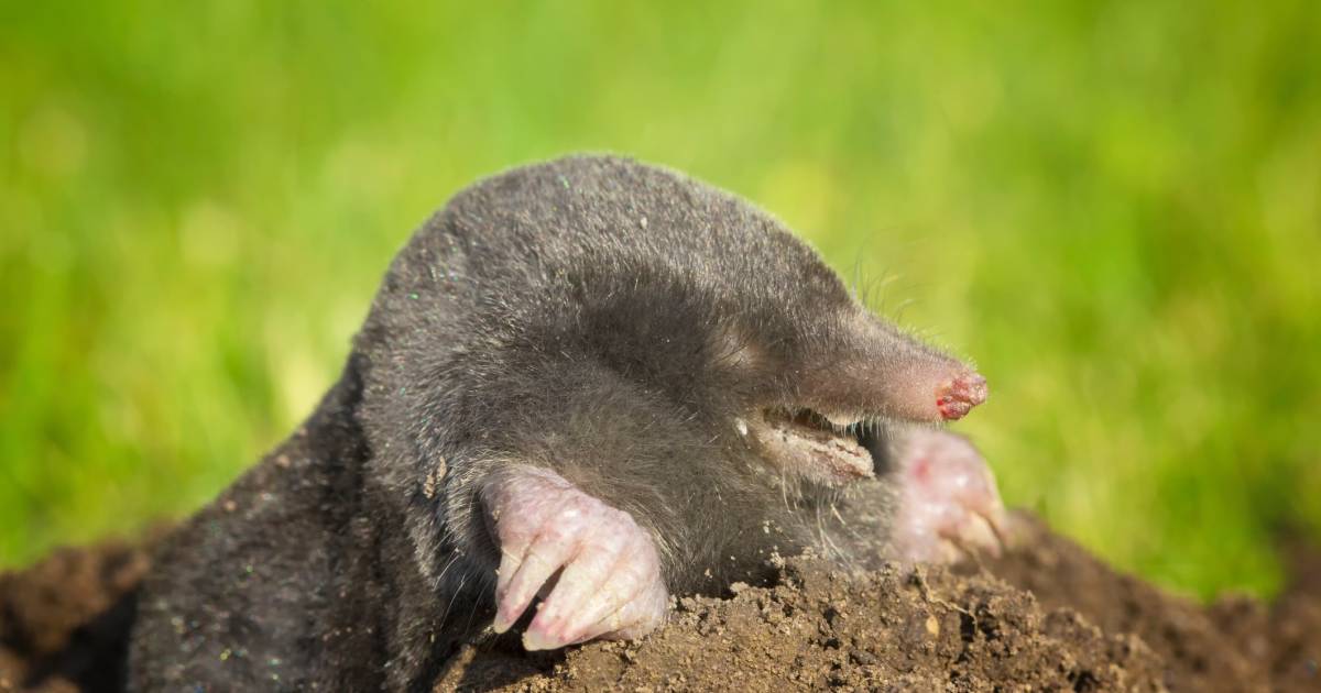 ‘Veul molshopen? Is je grond kaaigoe!’ | COLUMNS MAAS EN WAAL ...