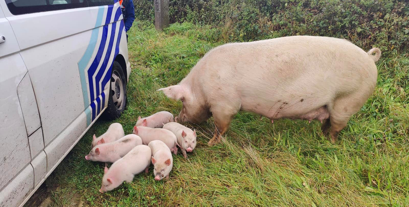 Zeug en zeven biggetjes verloren gelopen in Rillaar | Foto | hln.be