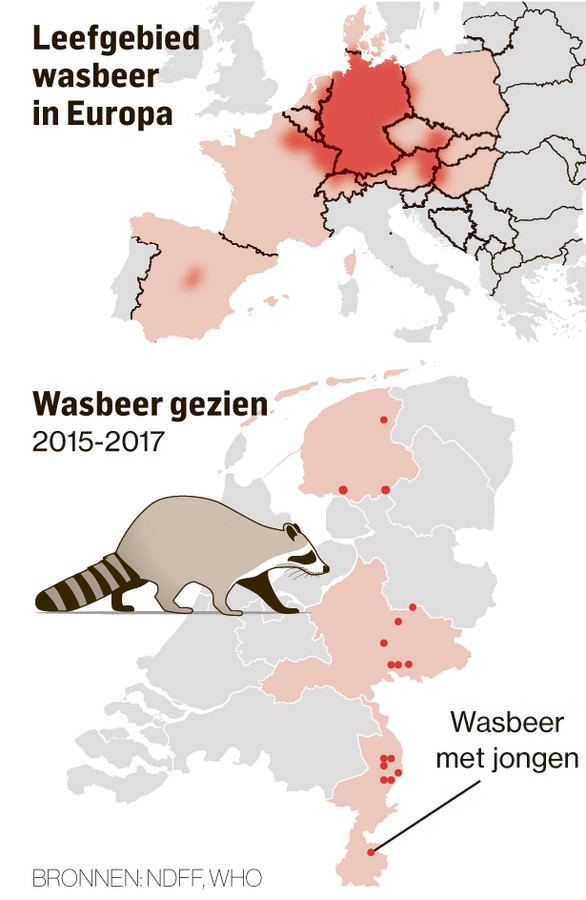 Primeur: wasbeer plant zich voor het eerst voort in Nederland | Foto ...