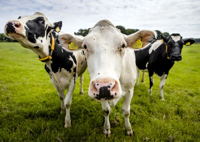 Taalkundige onderzocht de taal van de koe: ‘Koeien zijn net zo sociaal ...