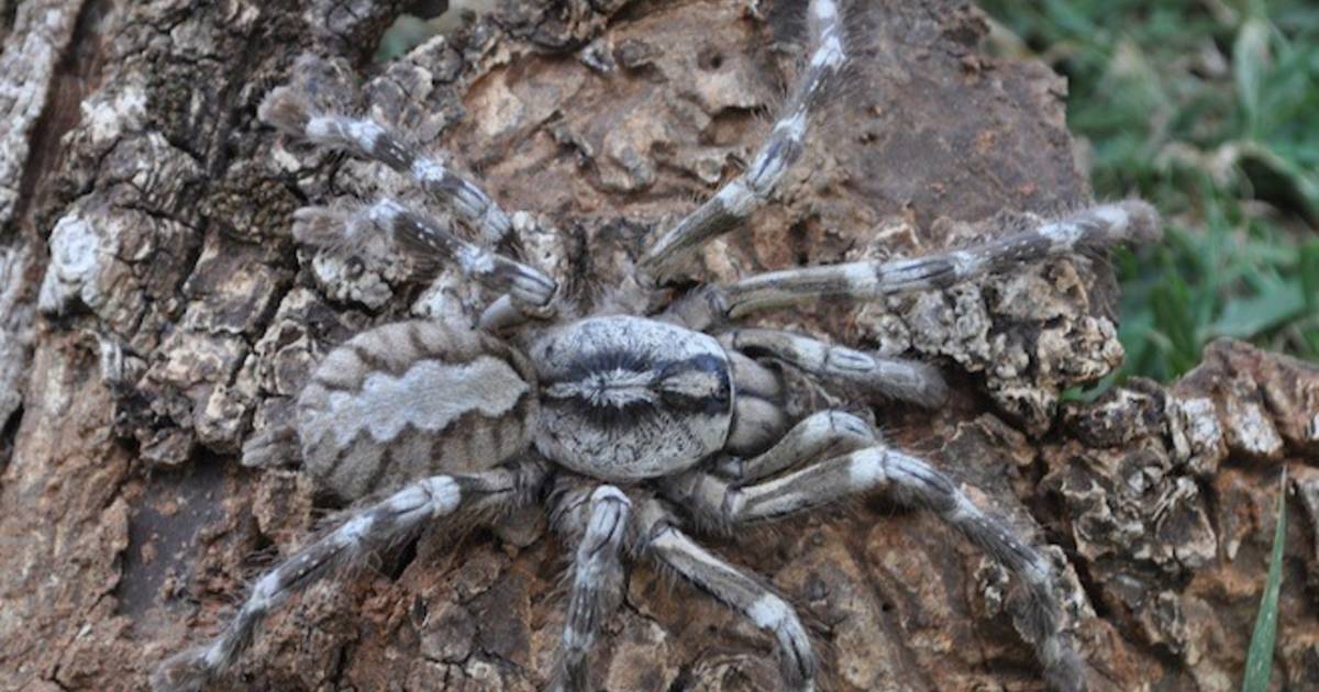 Waanzinnig grote vogelspin ontdekt op Sri Lanka | Dieren | hln.be