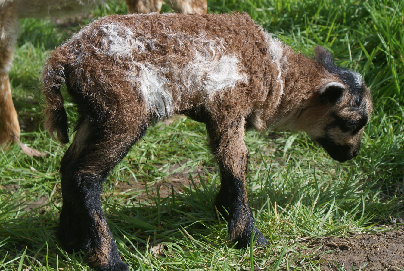 Lijger, scheit of walfijn: naast de zezels in Arendonk bestaan nog ...