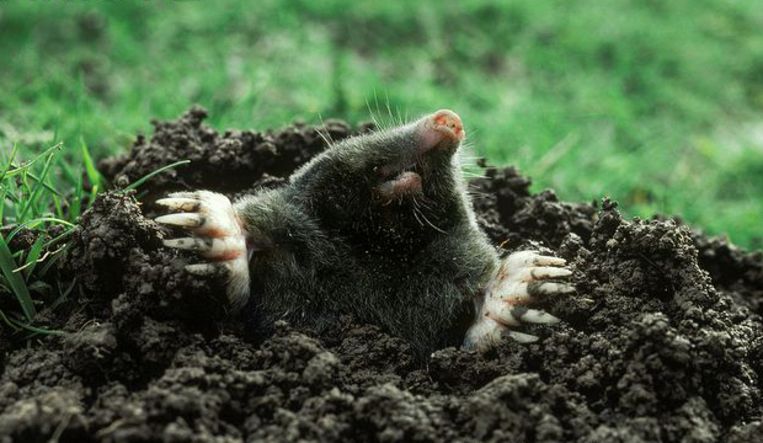Waar is de mol? De mollenstand lijdt onder klimaatverandering - en dat ...