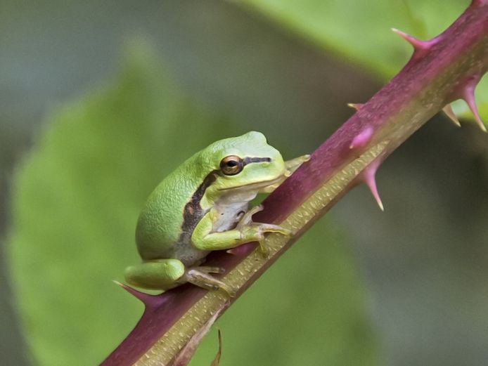Natuurlijk Brabant: Boomkikker opgekikkerd | Breda | AD.nl
