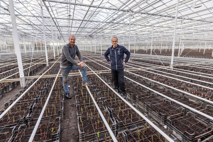 Broers Lievaart hebben na 9 maanden weer bloemen in ondergesneeuwde kas ...