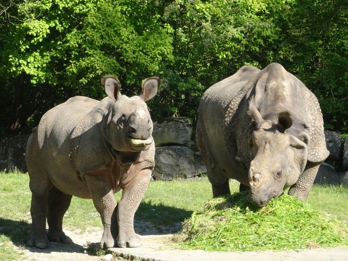 Indische neushoorns naar DierenPark Amersfoort | Amersfoort | AD.nl
