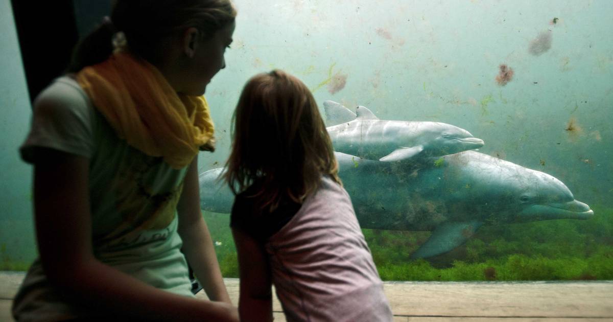 Dolfinarium stopt met steun aan SOS Dolfijn | Binnenland | AD.nl