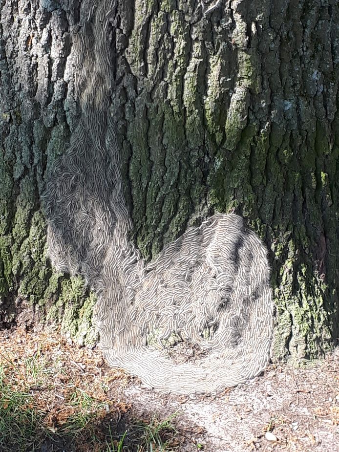 Meldpunt processierups: jeuk, infecties en overlast | Home | tubantia.nl