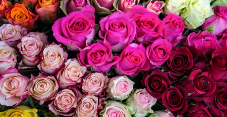 Rood, roze of oranje: wat betekent de kleur van een roos? | Libelle