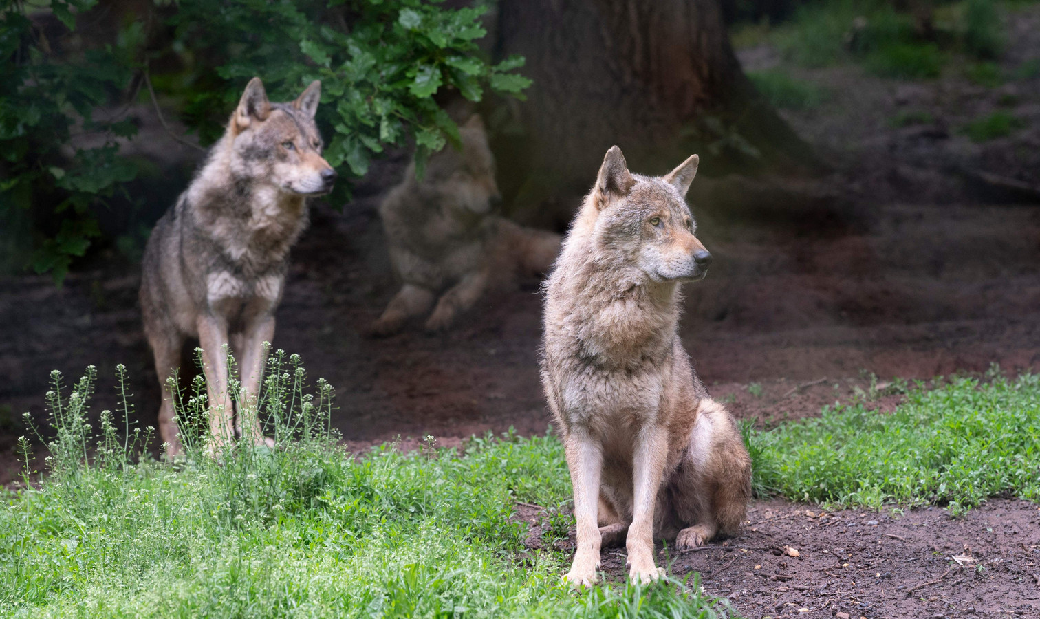 Roedel wolven dood teruggevonden in Italië, mogelijk werk van ...