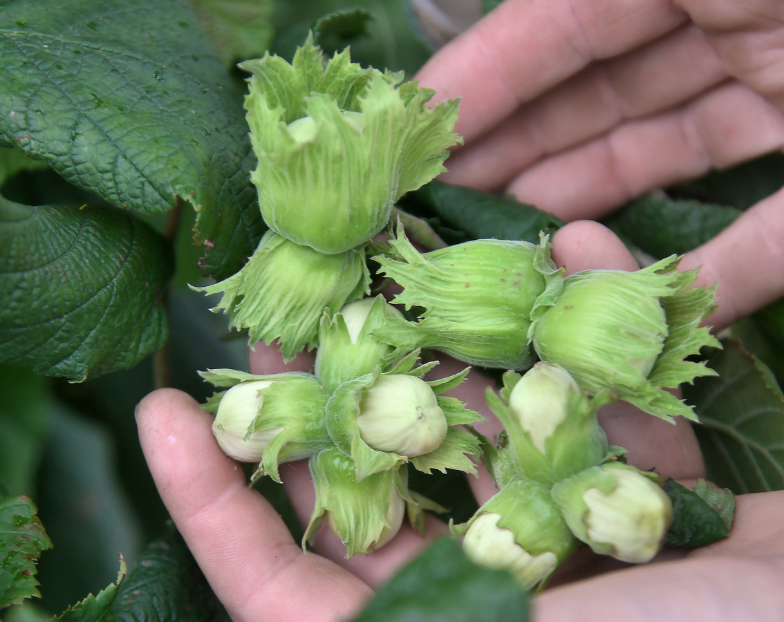 Aan de rand van Zeeland wordt straks 15 ton hazelnoten geoogst. En dat ...