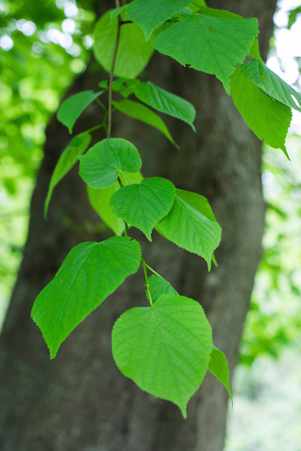 In bossen in Twente en de Achterhoek wordt volop gekapt én geplant voor ...