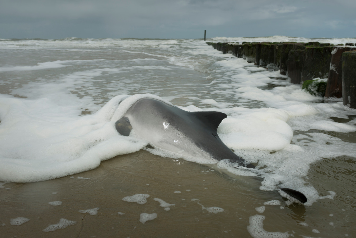 Hoe komt het dat jaarlijks honderden bruinvissen stranden aan de kust ...