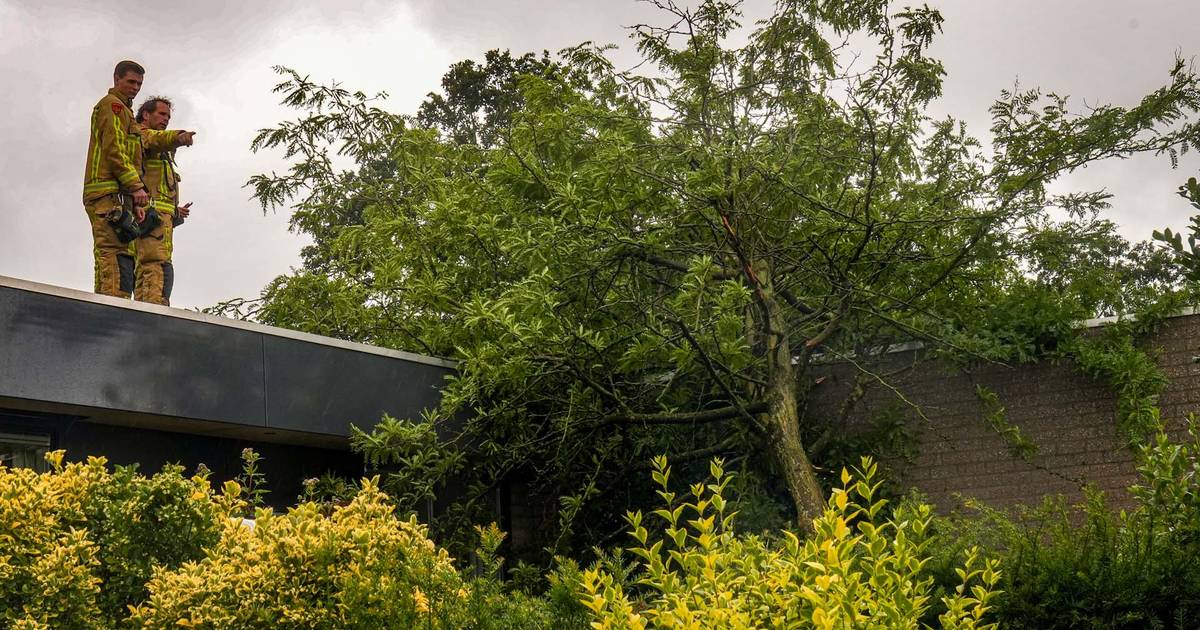 Bomen hebben last van zware wind: tak valt op Stiphoutse weg, huis in ...