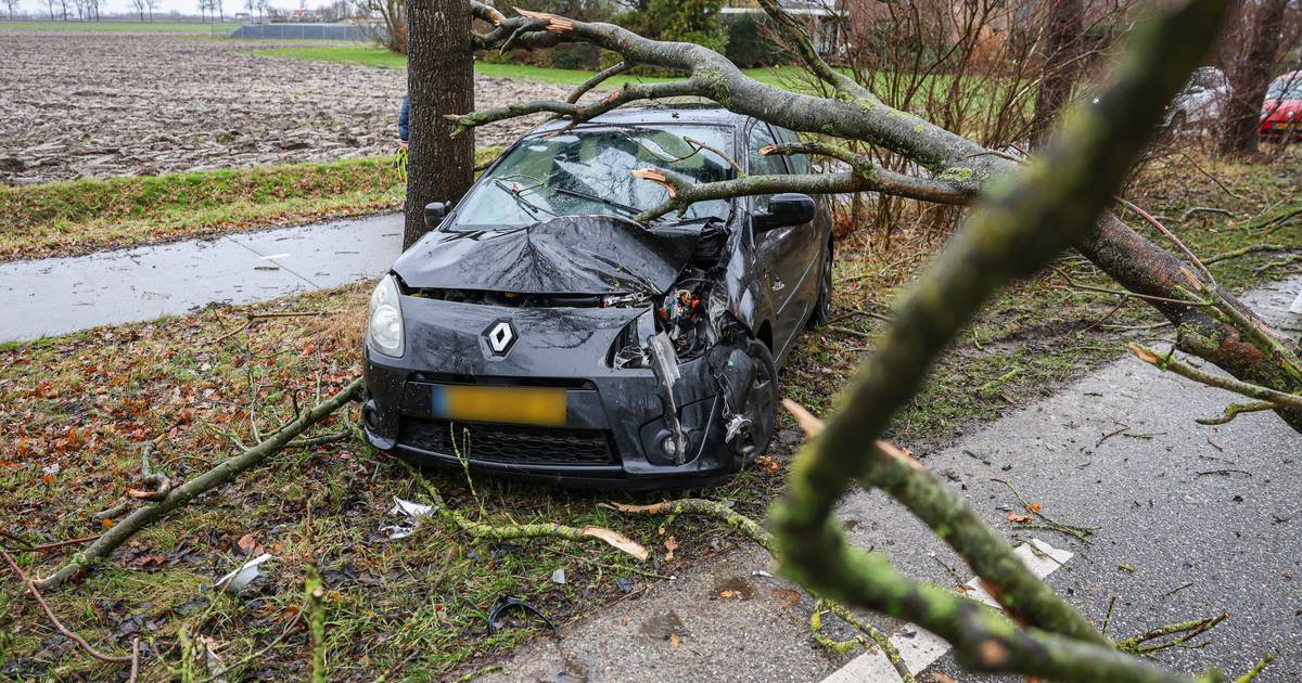 Vrouw ontsnapt aan ramp als boom omvalt in Emmeloord: ‘Ze heeft heel ...