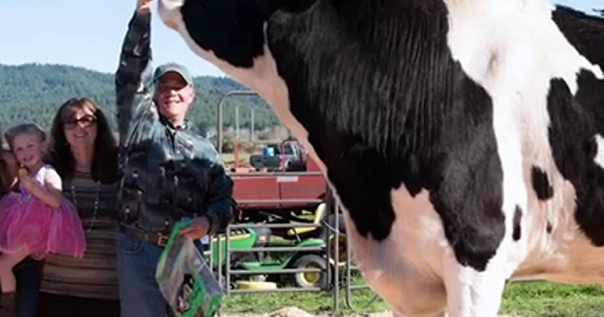 Danniel is 's werelds grootste stier en weegt ruim 1000 kg | Buitenland ...