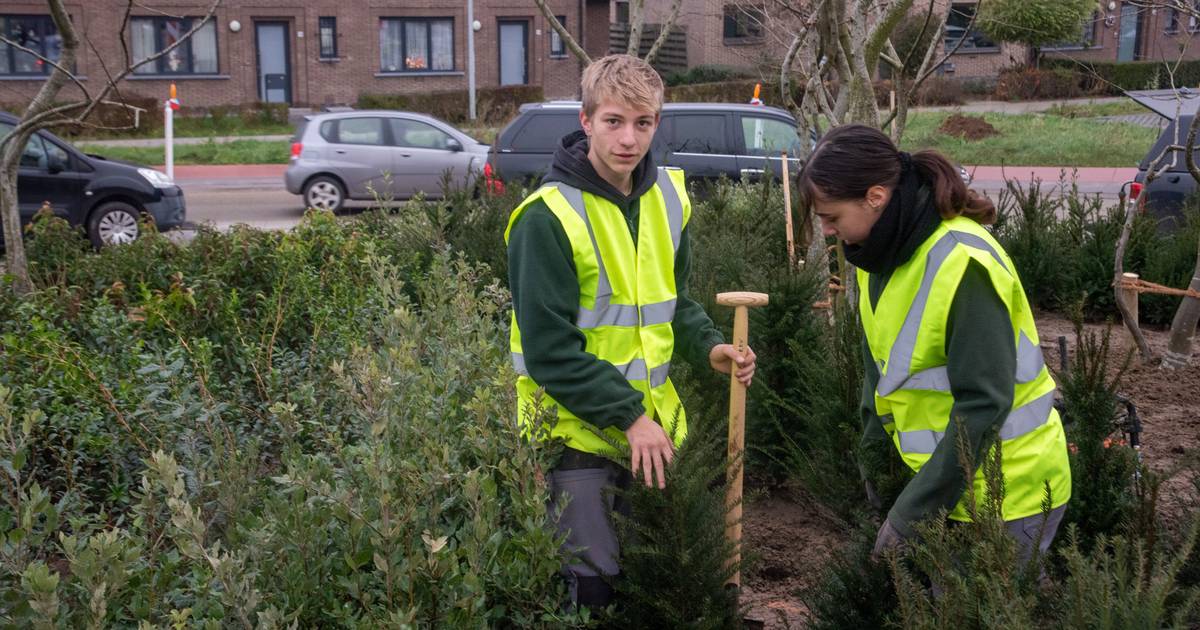 Leerlingen Scheppers en boomkwekers planten microbos aan op nieuwe rotonde: “Visitekaartje voor ...
