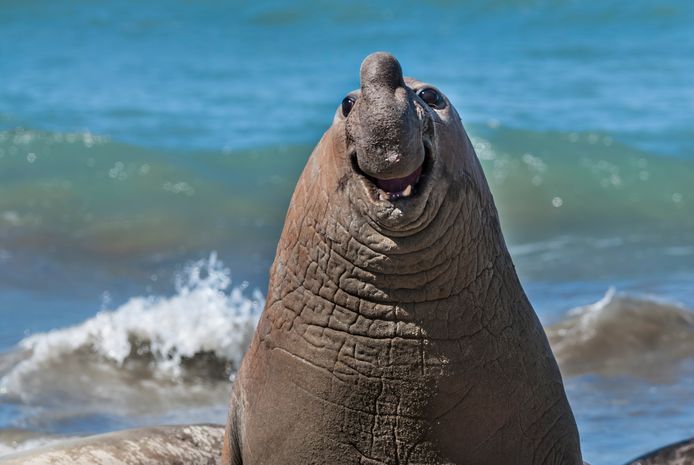 Veel giechelende beesten: dit zijn de grappigste dierenfoto’s van dit ...
