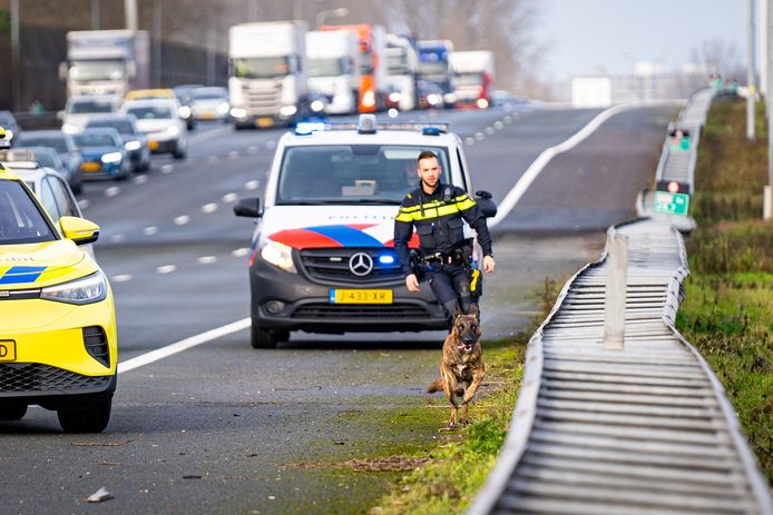 Op zijn eerste dag ontsnapt hond Max uit pension en rent hij over ...