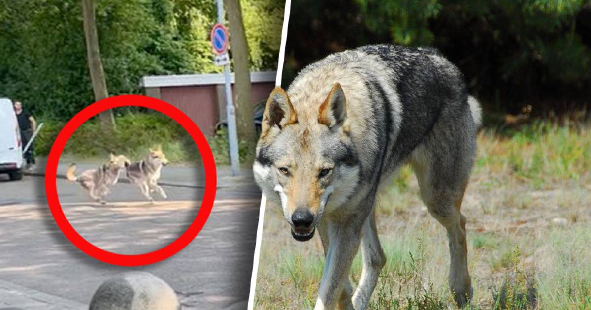 Is het een wolf of een hond? Test hier of jij het verschil kunt zien ...