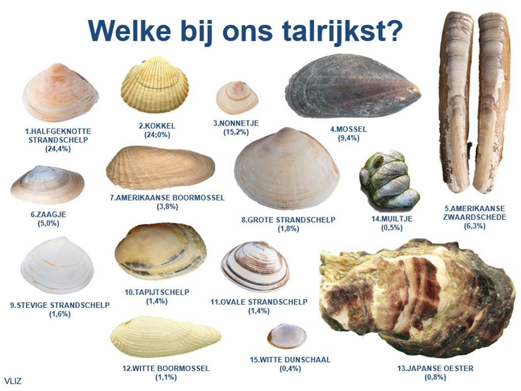 Ga jij mee schelpen tellen? Met deze handleiding hou je zaterdag vlot ...