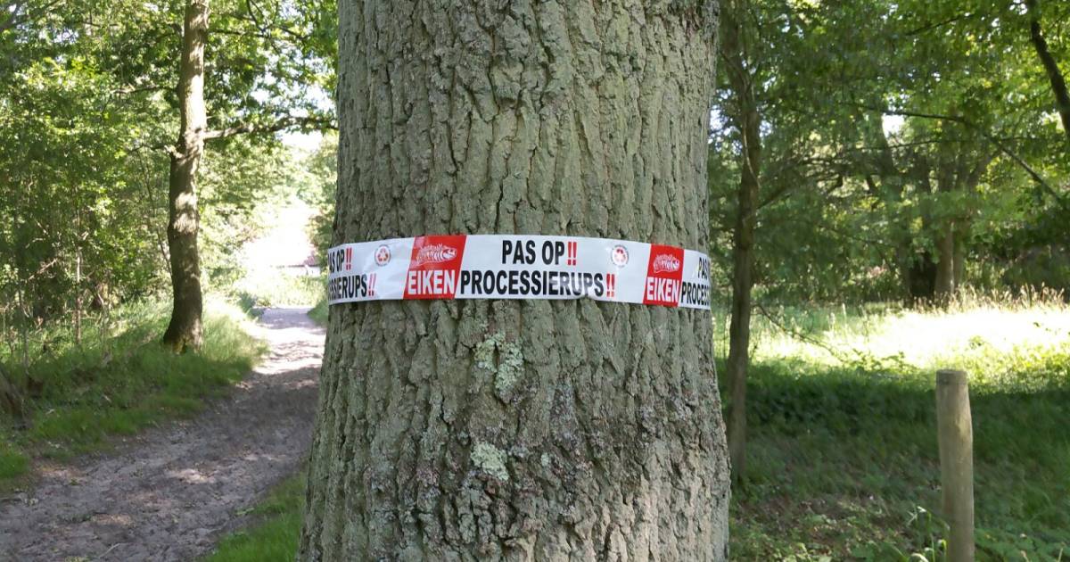 Eikenprocessierups gespot in een boom? De gemeente Alblasserdam hoort ...