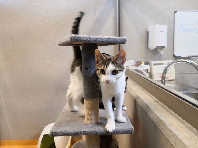 Dierenasiel Ganzeweide verdubbelt kattenverblijf en vangt straks ook ...
