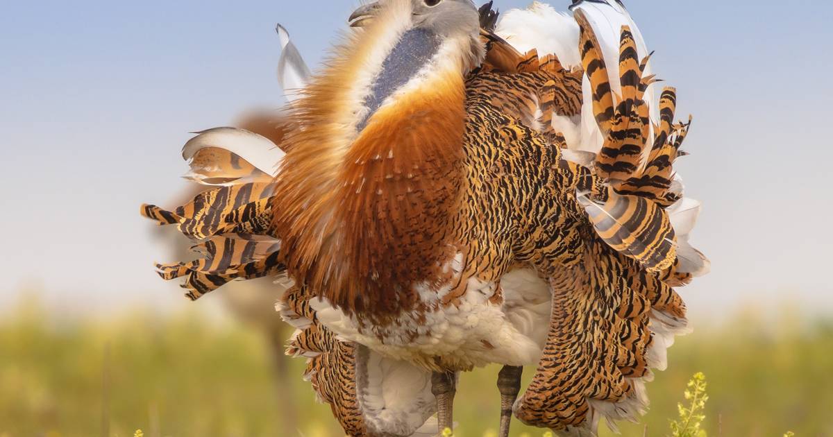 Een van ‘s werelds zwaarste vogels speelt voor apotheker met ...