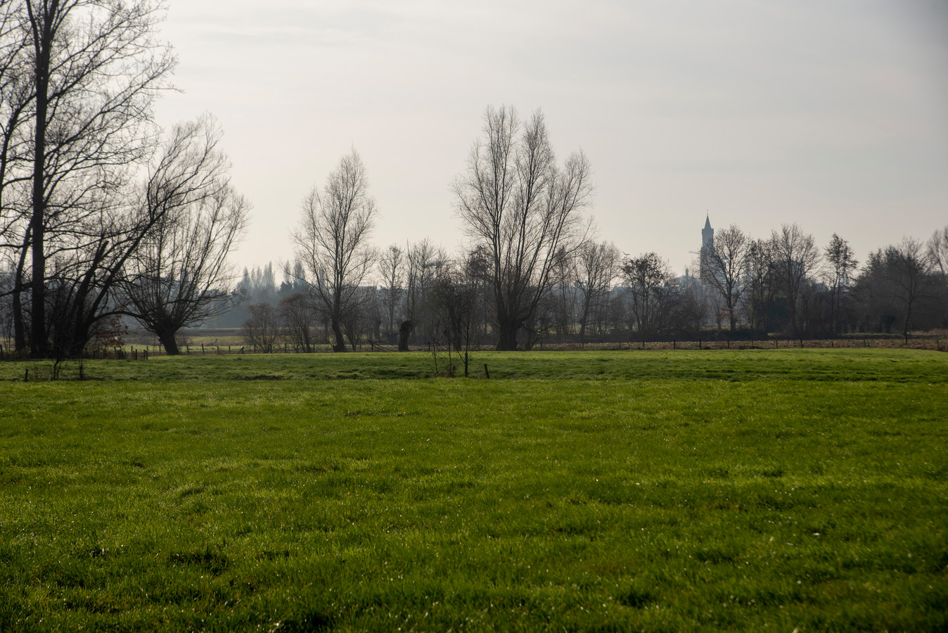 Wetteren gaat 6.000 nieuwe bomen planten op 3,7 hectare groot perceel ...