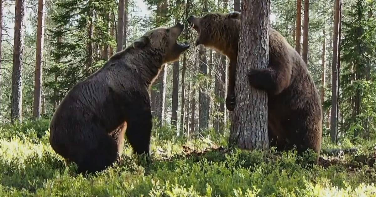 Violent affrontement entre deux ours en Finlande | Ecologie | 7sur7.be
