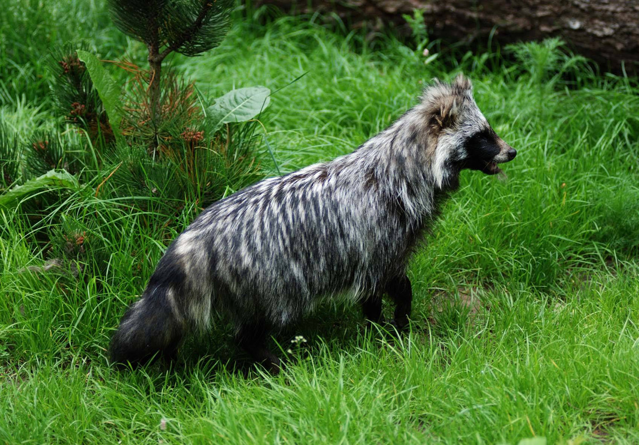 Nieuwe DNA-gegevens linken oorsprong coronavirus aan wasbeerhonden op ...