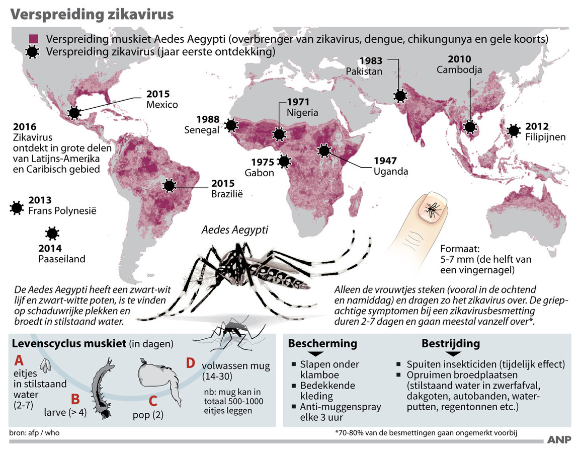 'Vrij een maand veilig na terugkeer uit zika-gebied' | Foto | AD.nl