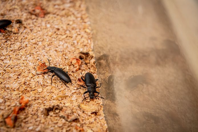 Binnenkort insecten op ons bord? Als het van Vives en Inagro afhangt ...