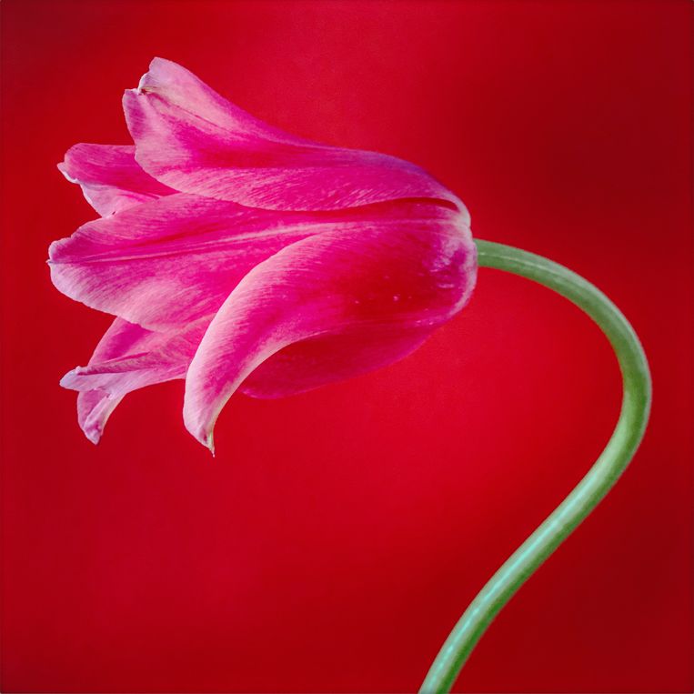 Iedereen staat in de rij voor de tulpen van Theo Dobbe, man met de ...