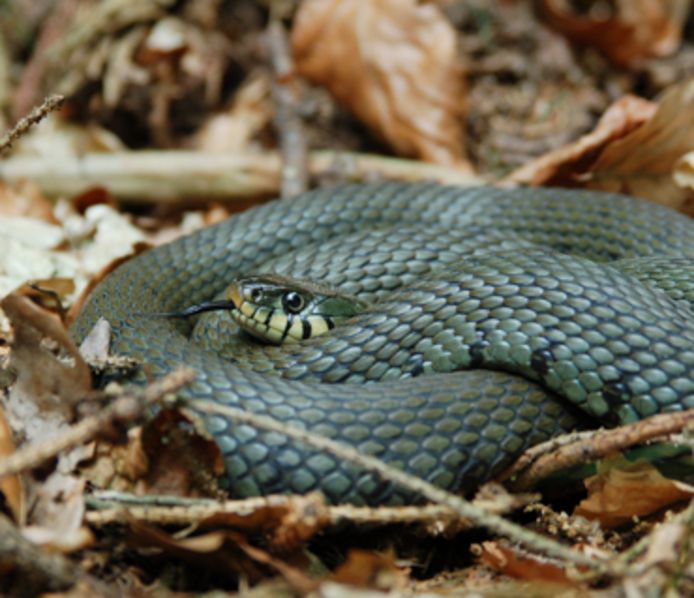 Sensationeel nieuws: na vijftig jaar is de ringslang terug in Delft ...