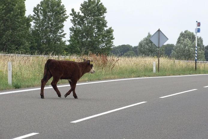 Rodeo langs de A348 bij Velp | Rheden | gelderlander.nl