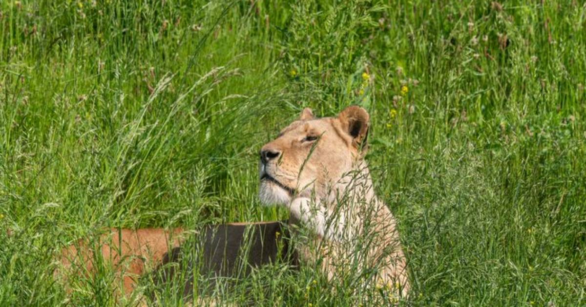 Introductie loopt tragisch af: nieuwe leeuw doodt leeuwin bij gevecht ...
