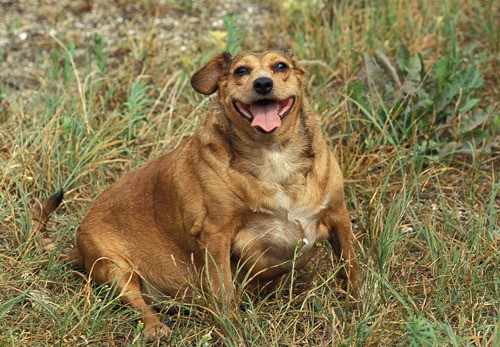Maître obèse = chien obèse! | Foto | 7sur7.be